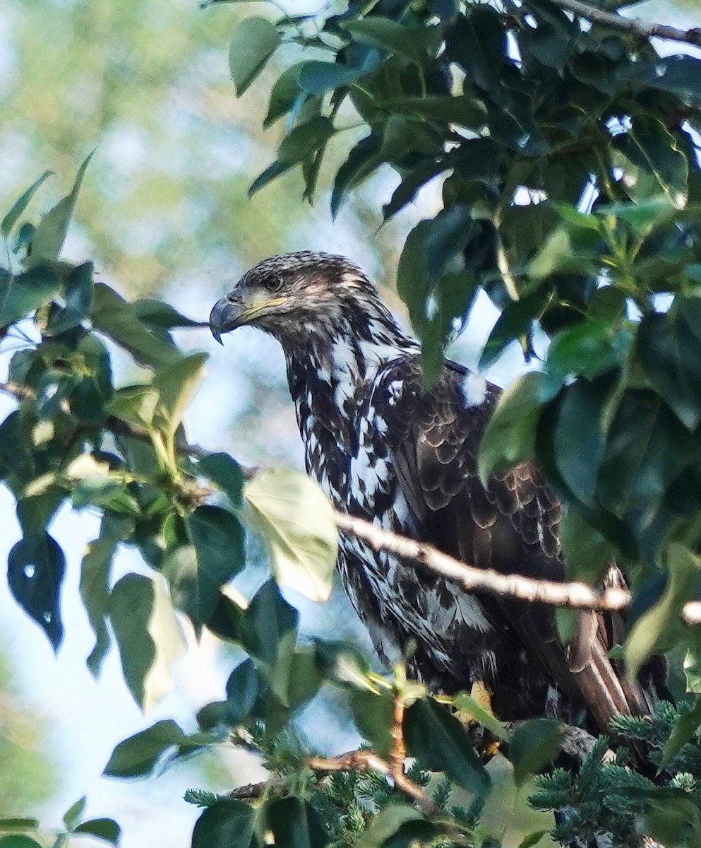 eBird Checklist - 23 Jul 2023 - Knik River PUA--Jim Lake - 23 species