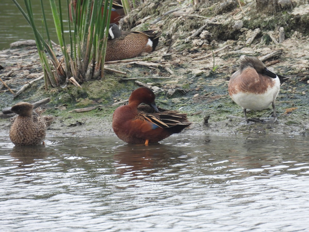 eBird Checklist - 20 Apr 2023 - Santa Ana NWR (LTC 059) - 40 species