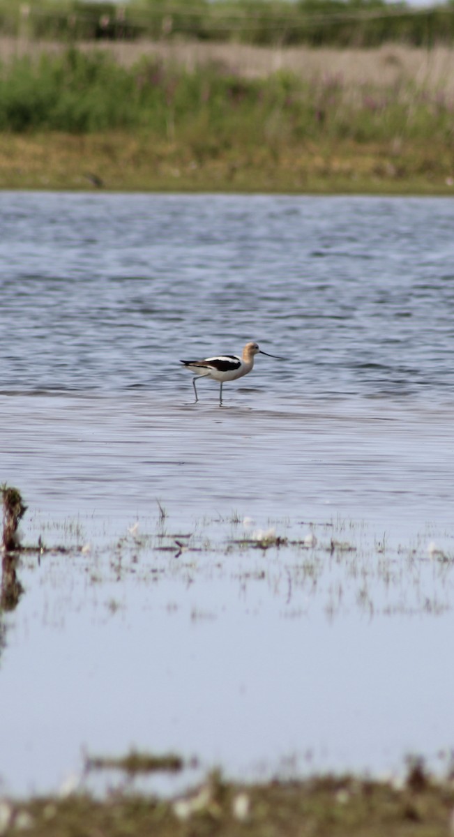 eBird Checklist - 1 Aug 2023 - Presque Isle SP--Gull Pt. - 21 species