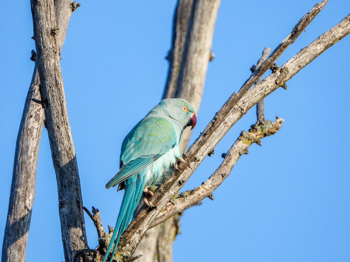 ML599877461 - Psittacula sp. - Macaulay Library
