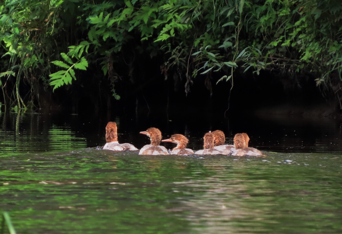 ML600010491 - Common Merganser - Macaulay Library