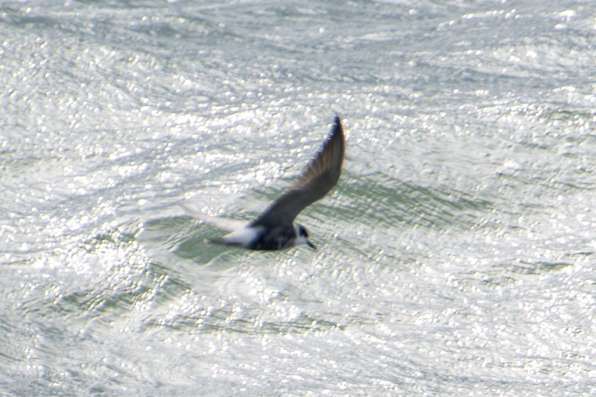 ML600023661 - Black Tern (Eurasian) - Macaulay Library