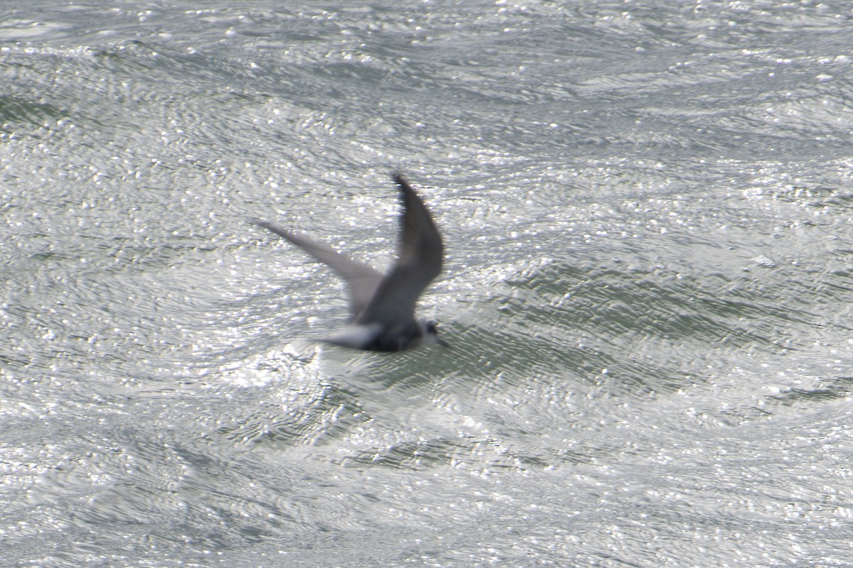 ML600023671 - Black Tern (Eurasian) - Macaulay Library