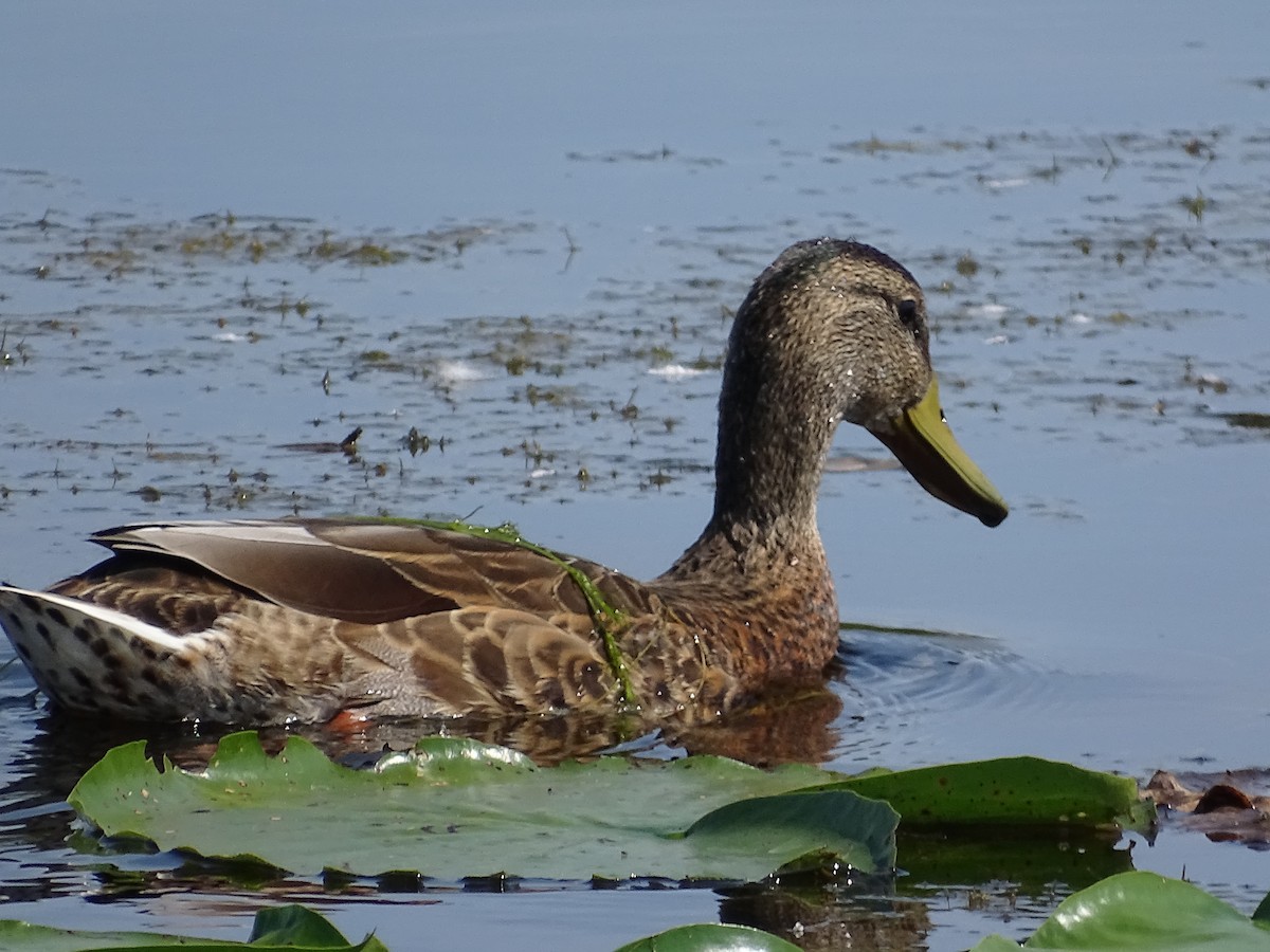 ML600068751 - Mallard - Macaulay Library
