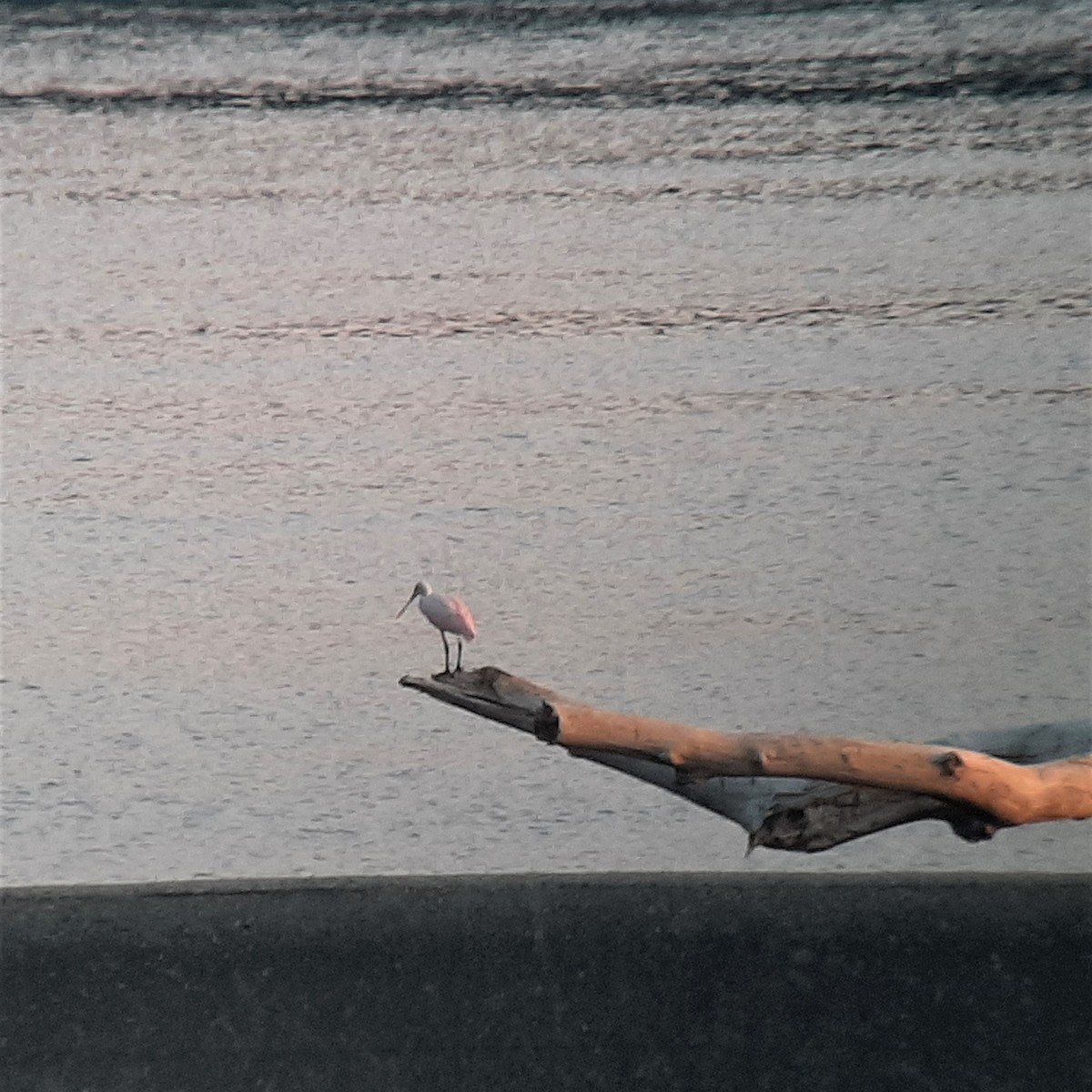 ML600125891 - Roseate Spoonbill - Macaulay Library