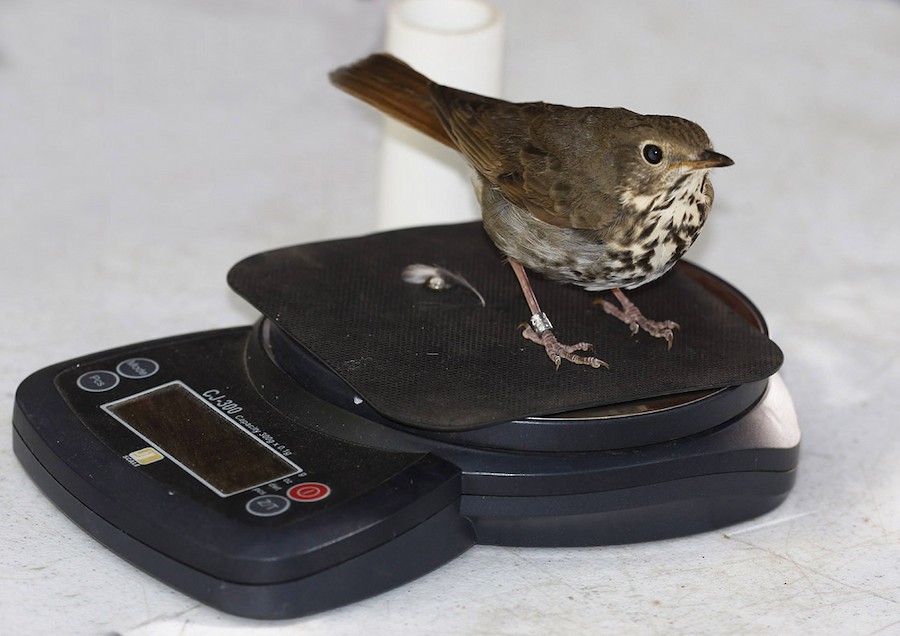 Hermit Thrush (auduboni Group) - eBird