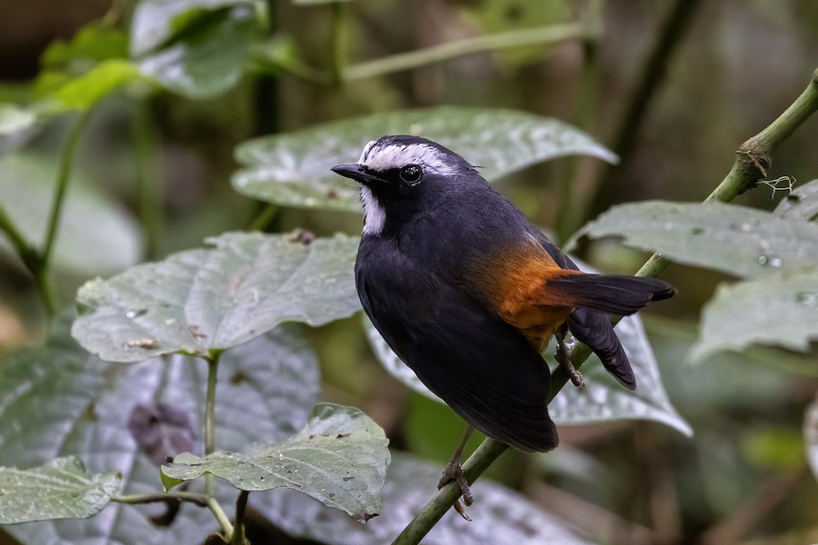 Olive-flanked Ground Robin (Black) - eBird