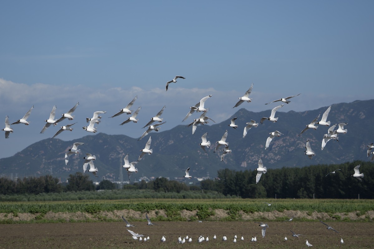 eBird Checklist - 5 Aug 2023 - 马场 (Ma Chang) - 13 species