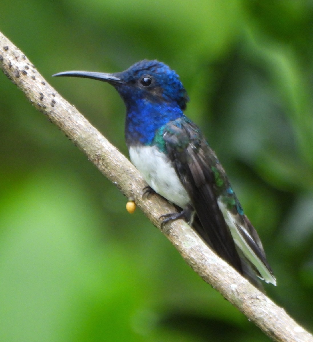 eBird Checklist - 27 Jul 2023 - Hacienda Venecia - 14 species