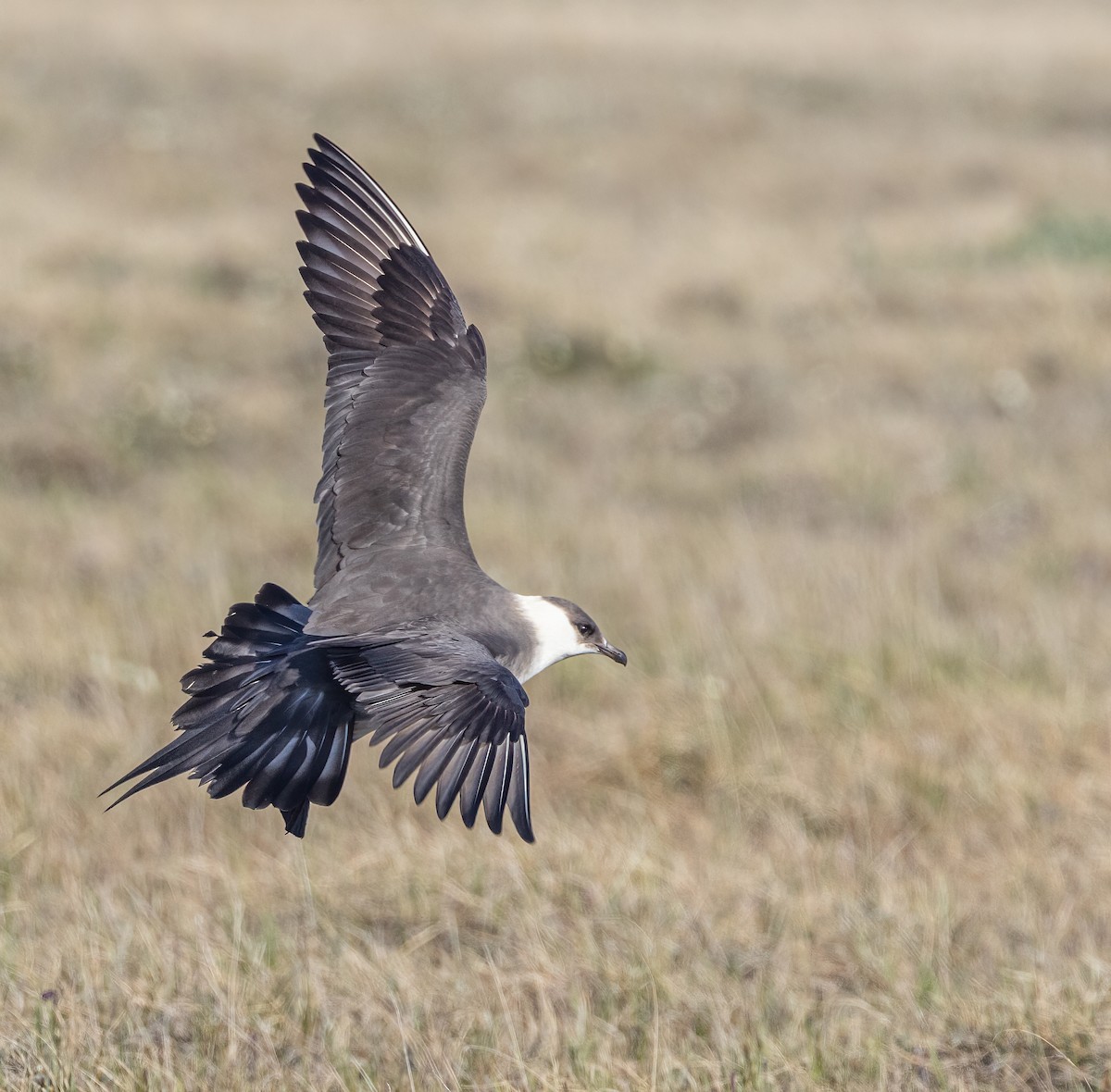 ML600707351 - Parasitic Jaeger - Macaulay Library