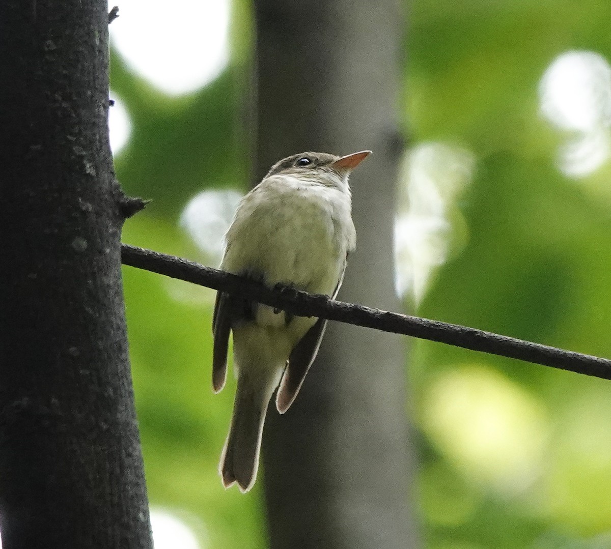 New York Breeding Bird Atlas Checklist - 5 Aug 2023 - Prospect Park ...