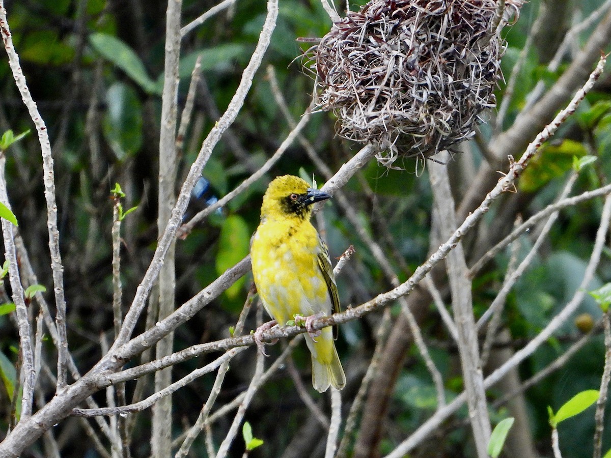 eBird Checklist - 5 Aug 2023 - Poste De Flacq Golf - 11 species