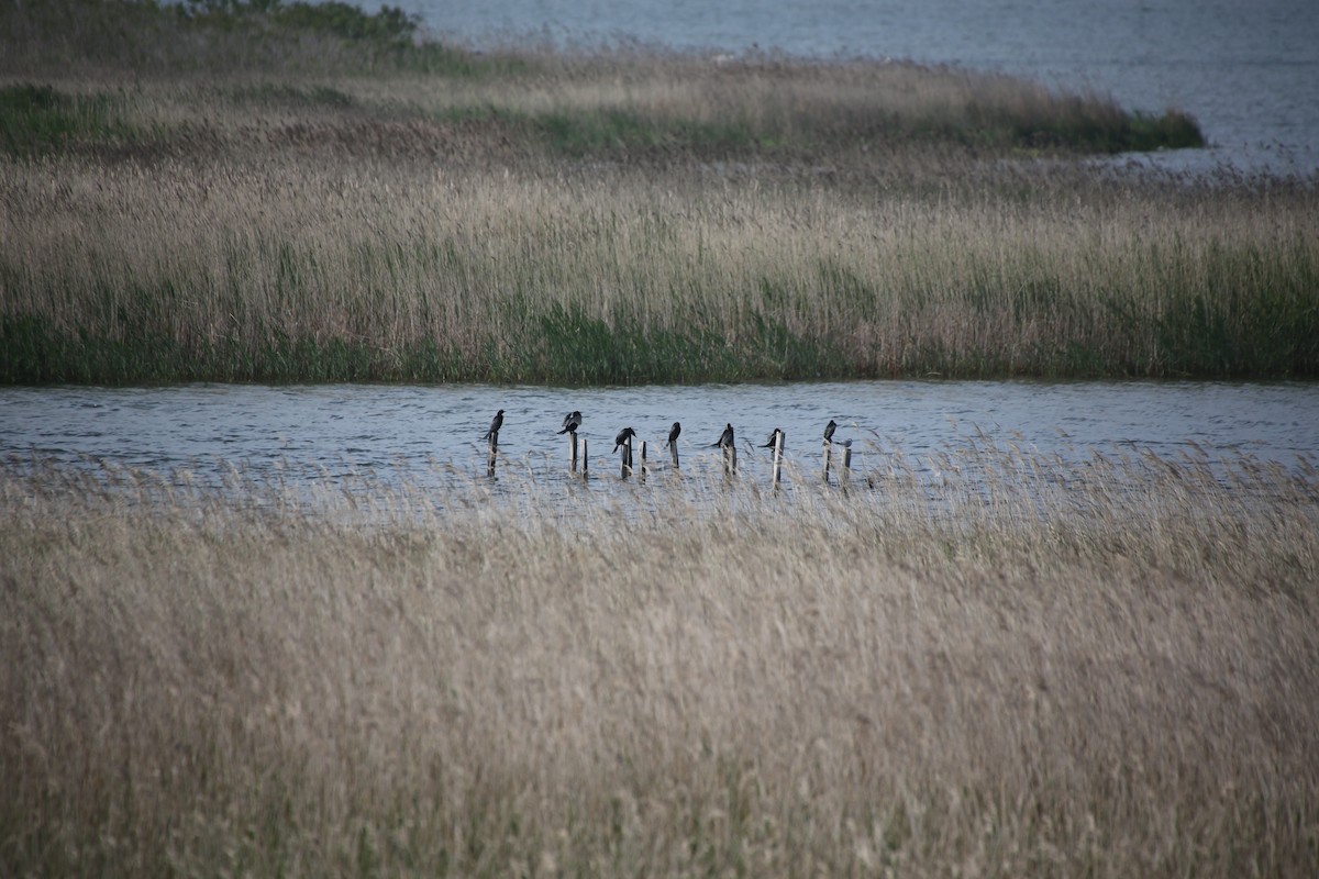 eBird Checklist - 3 May 2016 - Poda Protected Area - 46 species