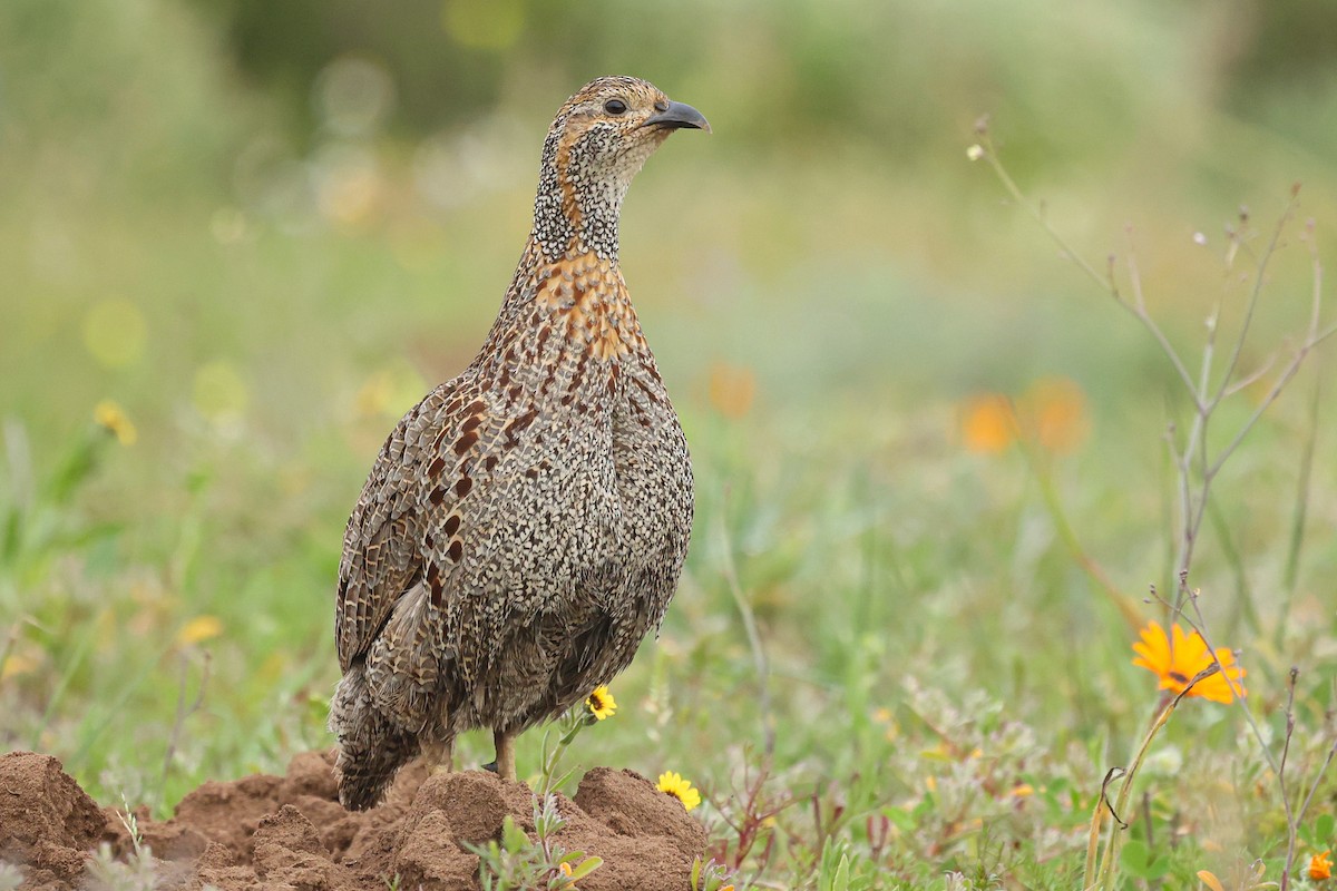 ML601147131 - Gray-winged Francolin - Macaulay Library