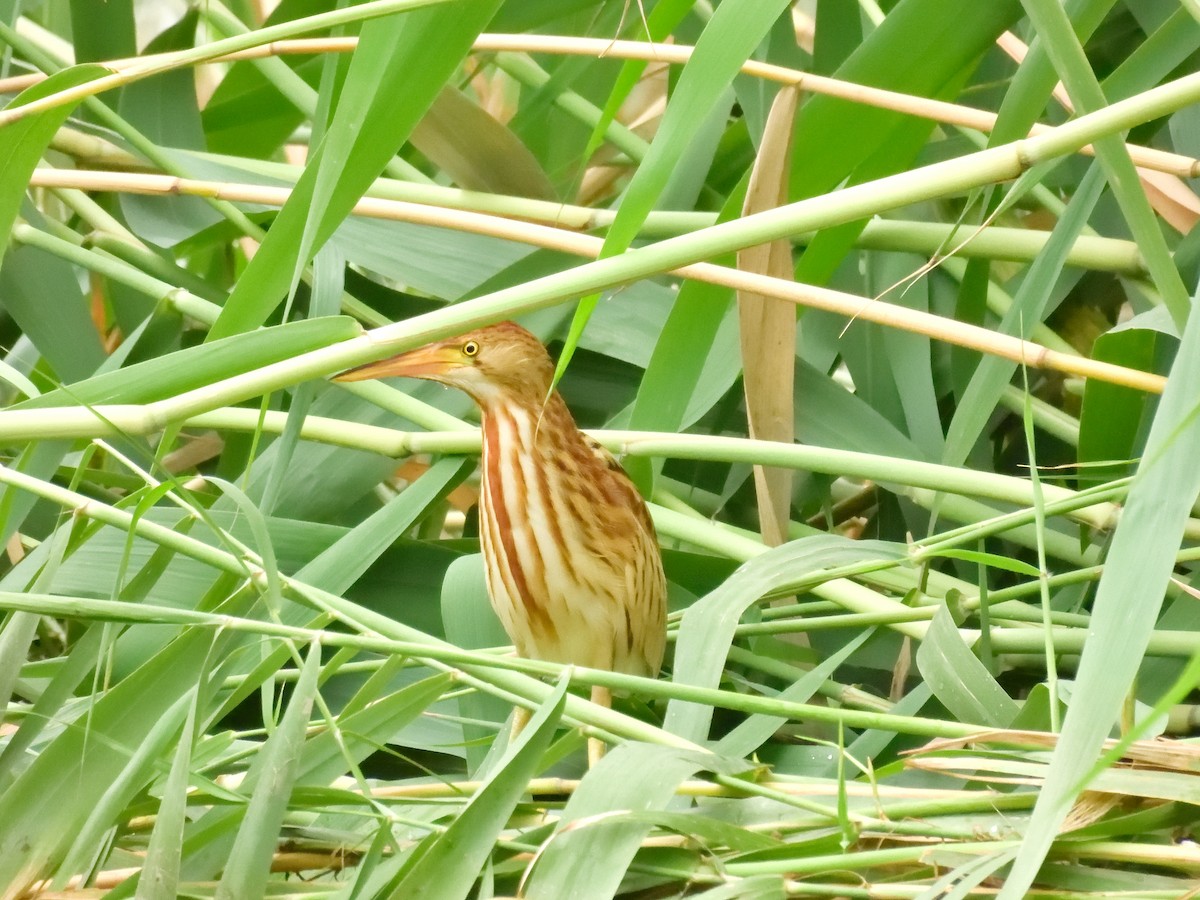 eBird Checklist - 7 Aug 2023 - 翠屏湿地公园 (Cuiping Wetland Park) - 21 species