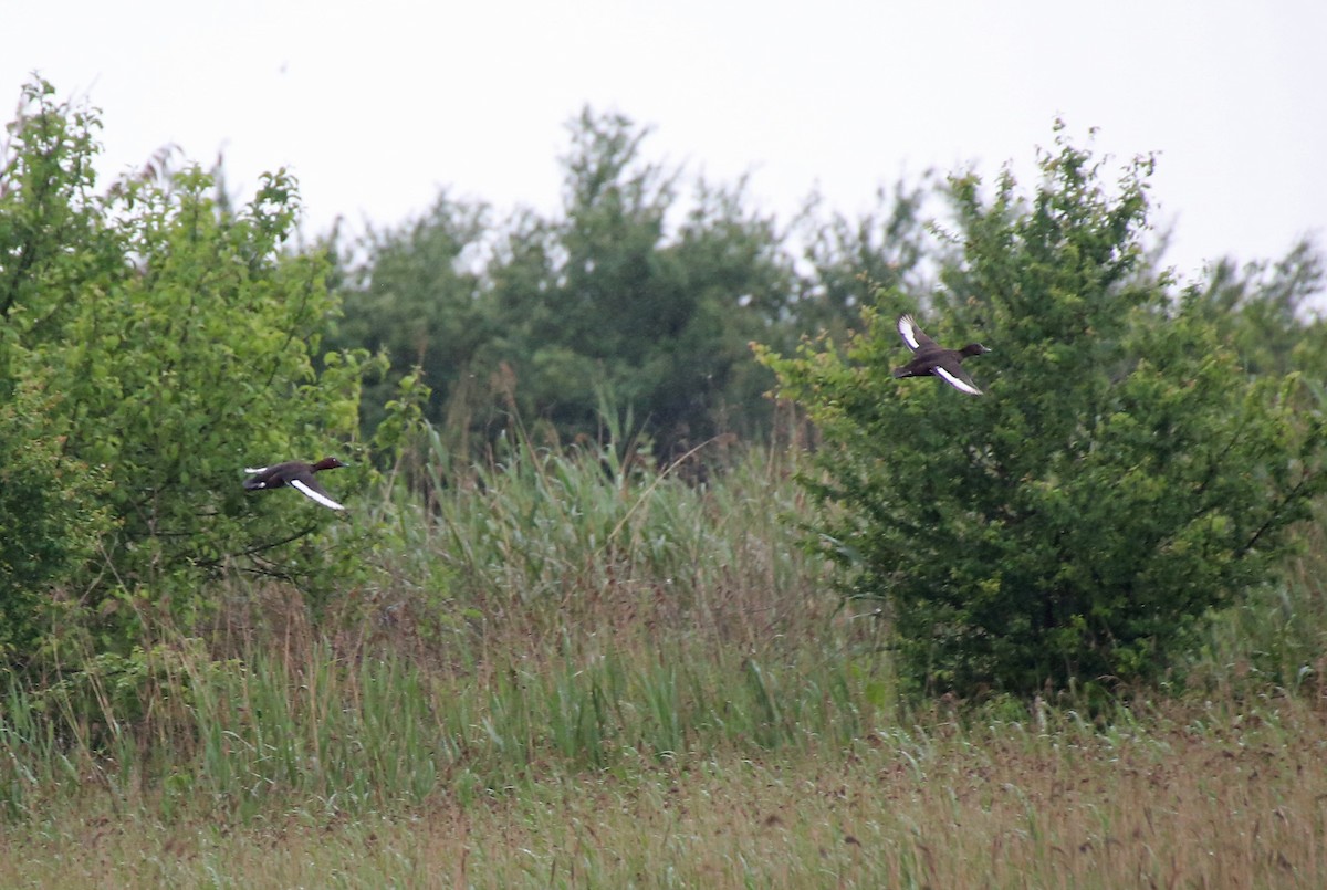 eBird Checklist - 5 May 2016 - Poda Protected Area - 38 species