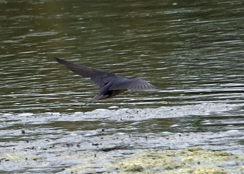 eBird Checklist - 4 Aug 2023 - Arcata Marsh and Wildlife Sanctuary ...