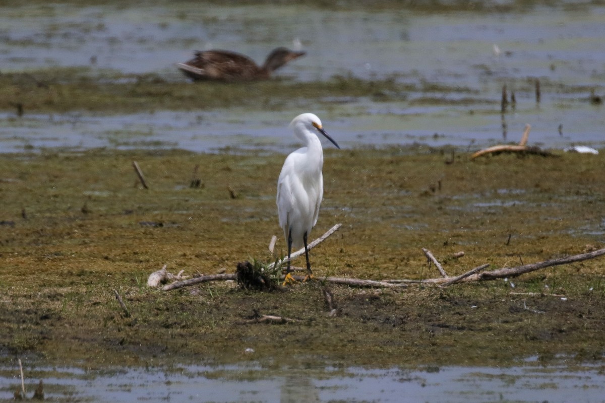eBird Checklist - 8 Aug 2023 - Eldorado SWA - 43 species