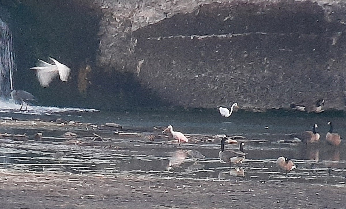ML601723641 - Roseate Spoonbill - Macaulay Library