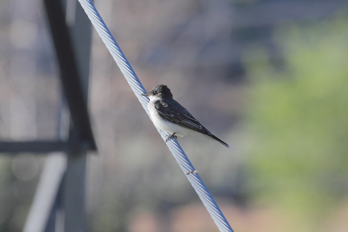 eBird Checklist - 3 Jun 2017 - Truckee River at Mogul - 26 species