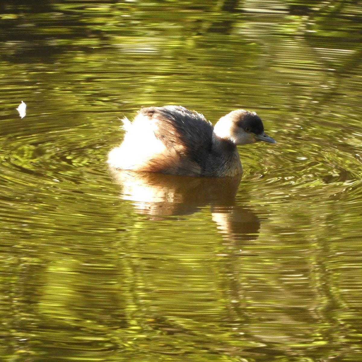 eBird Checklist - 9 Aug 2023 - Kumbartcho Sanctuary - 72 species