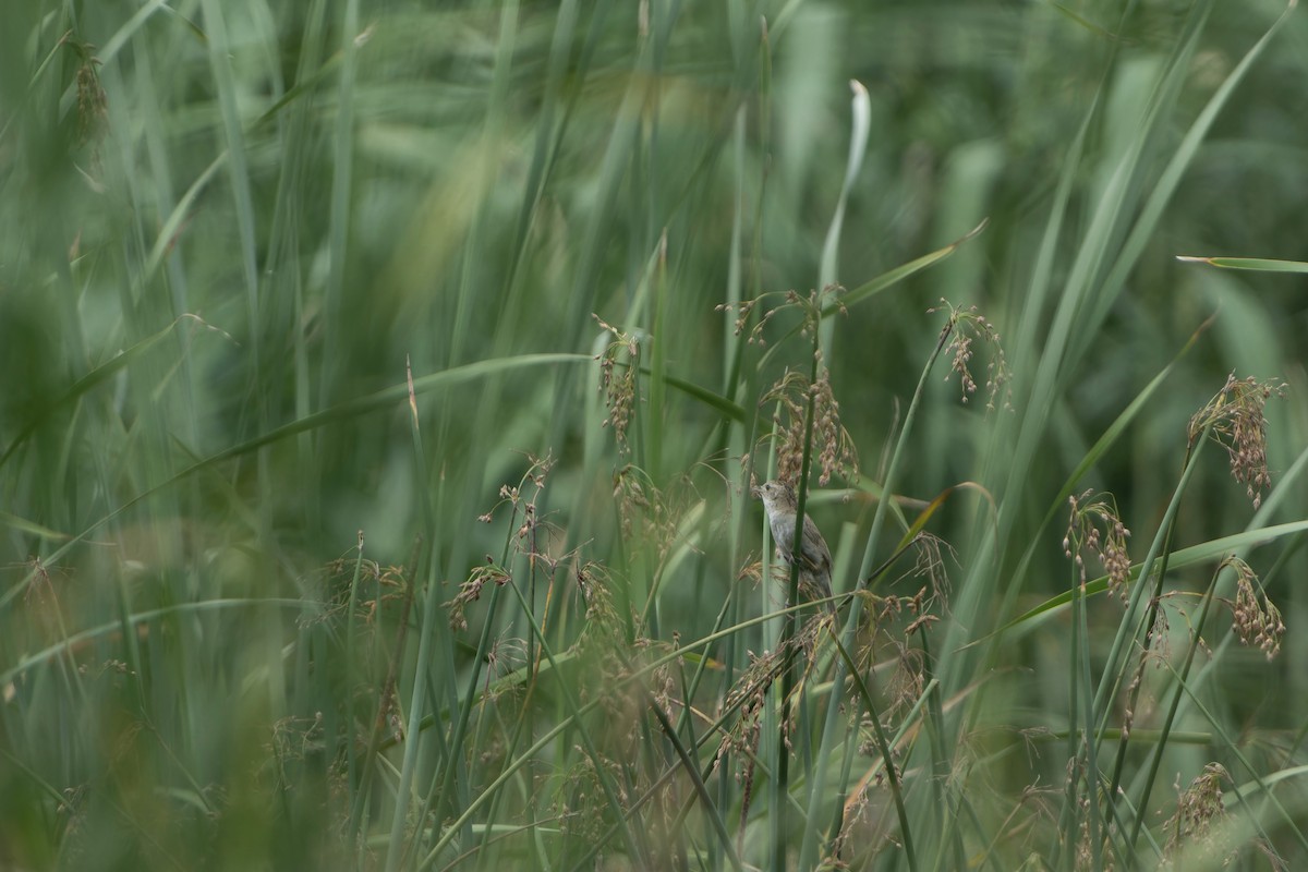 eBird Checklist - 9 Aug 2023 - 园博园--西南废弃公园 (Garden Expo Park--SW ...