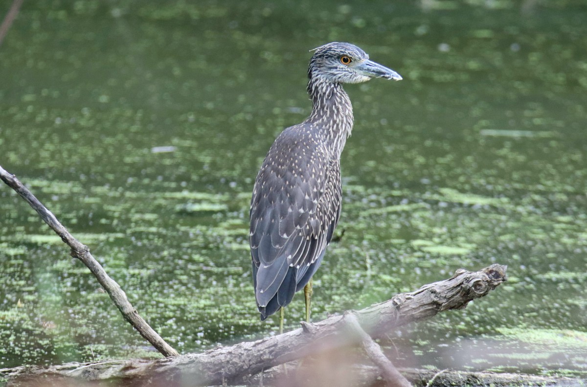 eBird Checklist - 9 Aug 2023 - Lake Decatur--Hot Water Ditch - 2 species