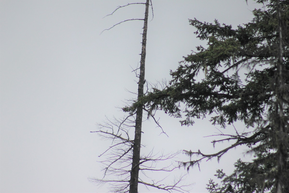 eBird Checklist - 9 Aug 2023 - Mt. Baker-Snoqualmie National Forest, Enumclaw US-WA 47.06356 ...