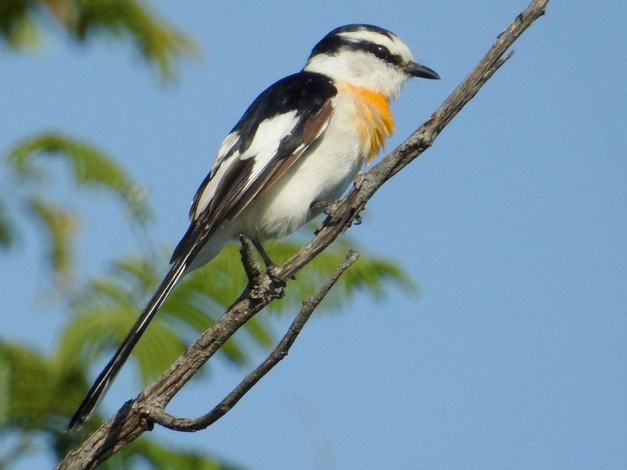Jerdon's Minivet - eBird