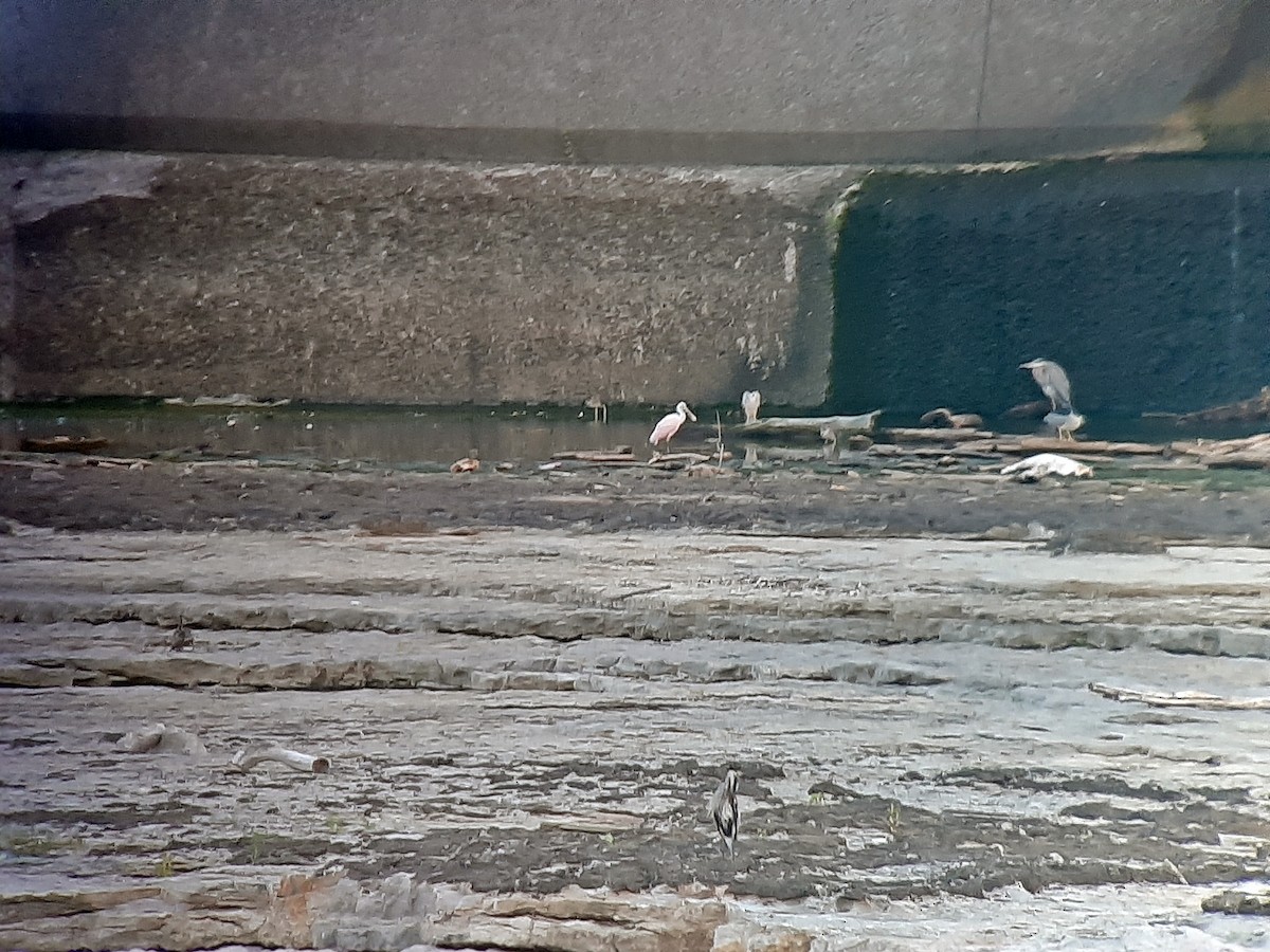 ML602276141 - Roseate Spoonbill - Macaulay Library