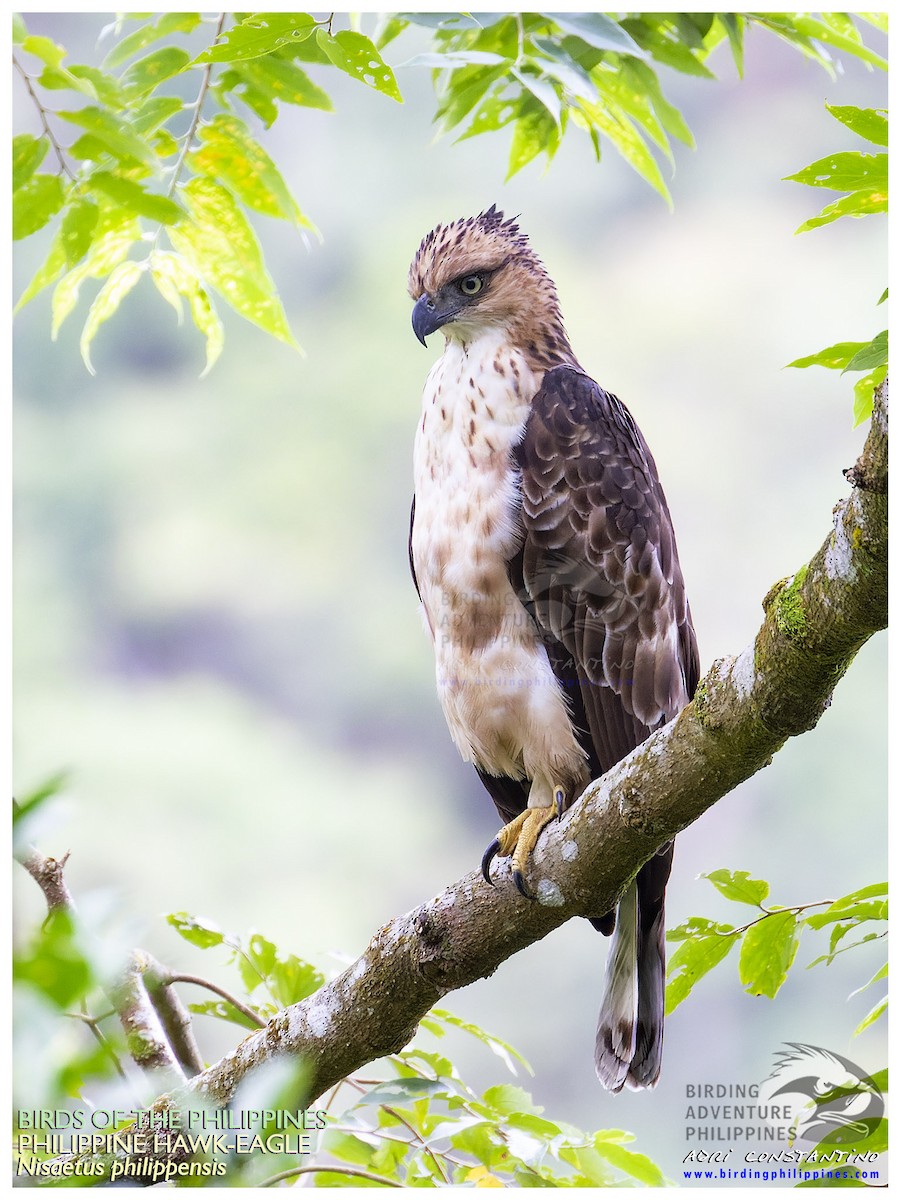 ML602324121 - Philippine Hawk-Eagle - Macaulay Library
