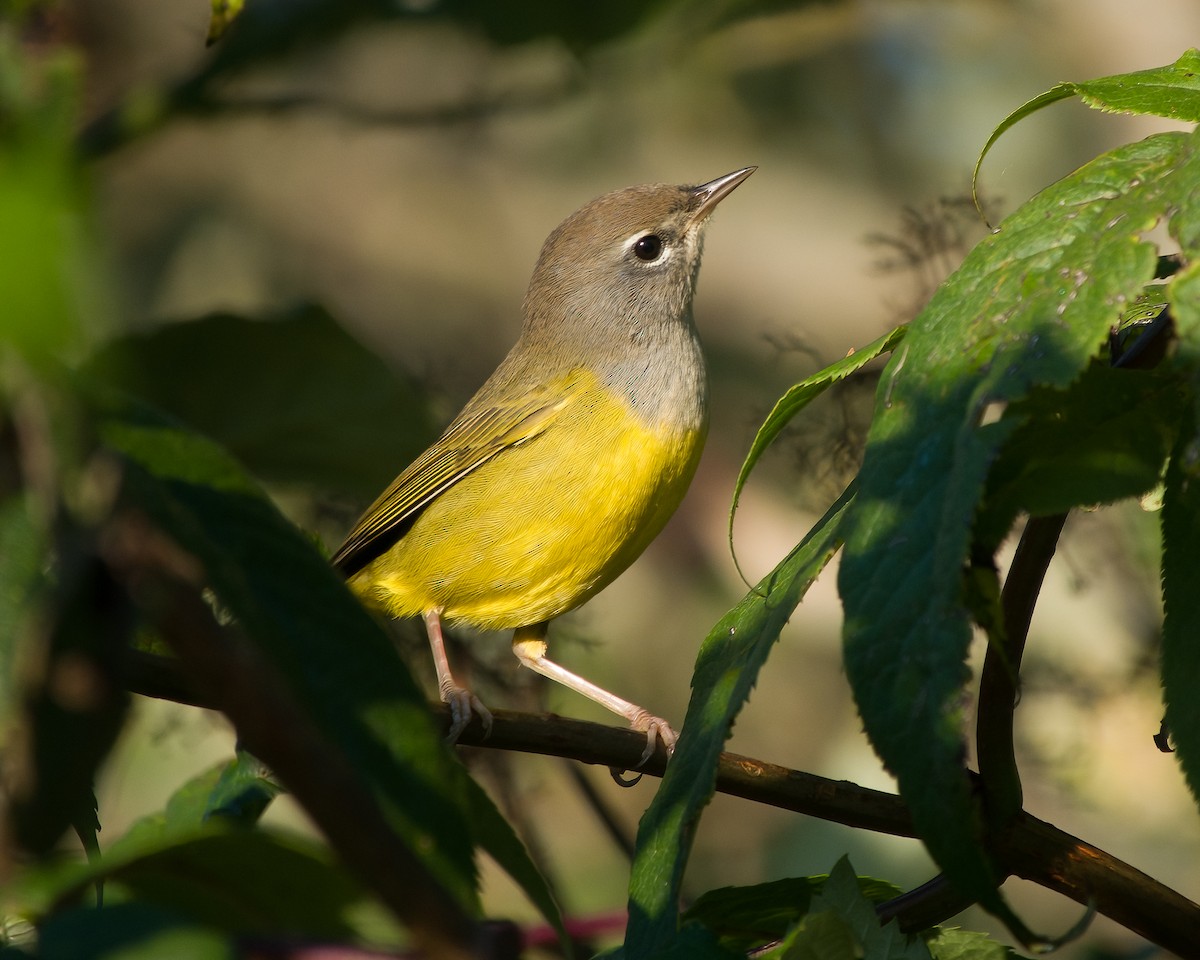 ML602426691 - MacGillivray's Warbler - Macaulay Library