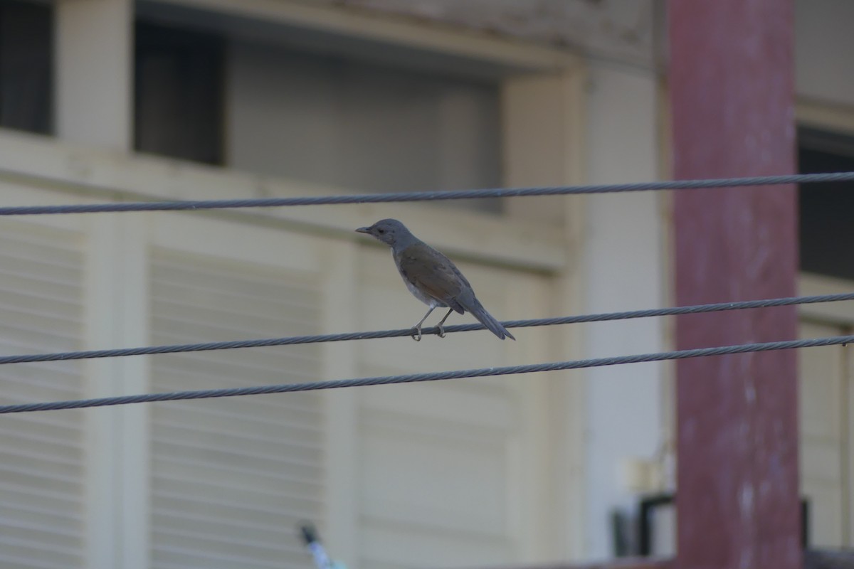 ML602466711 - Pale-breasted Thrush - Macaulay Library
