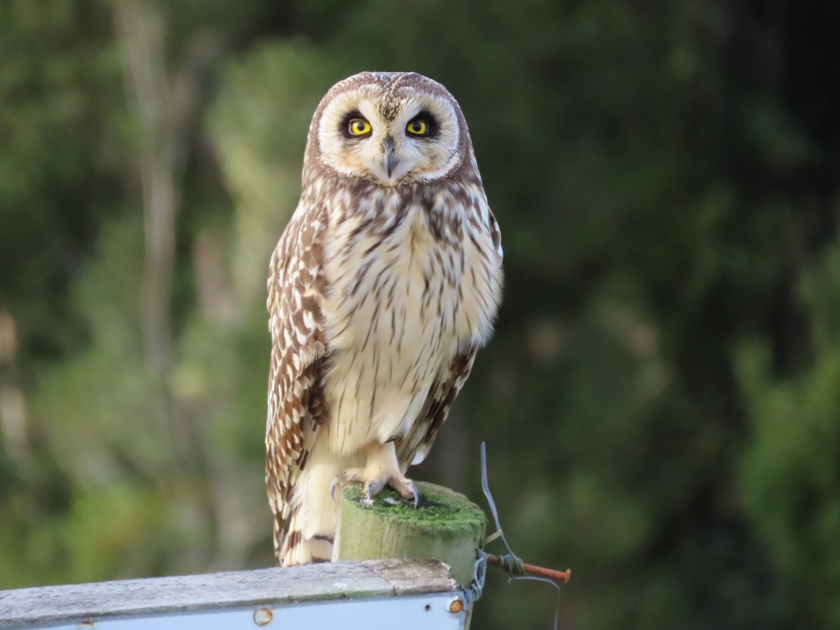 ML602547681 - Short-eared Owl - Macaulay Library