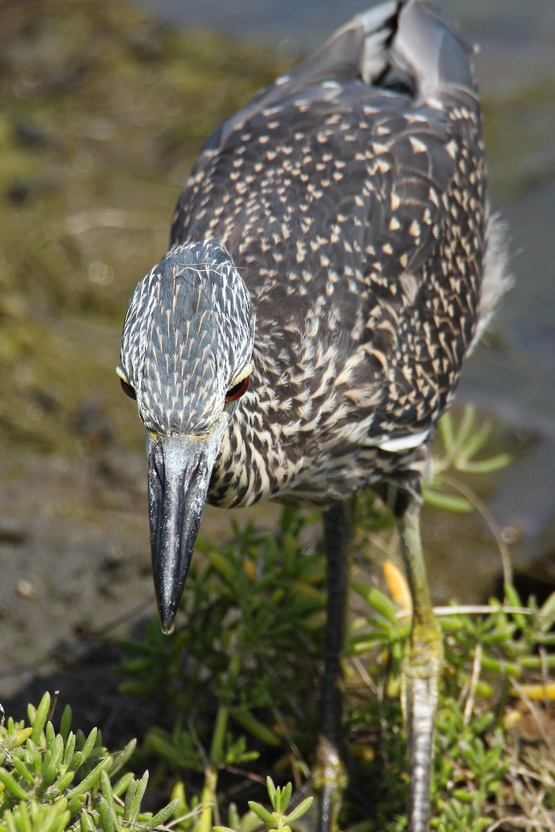 ML602584241 - Yellow-crowned Night Heron - Macaulay Library