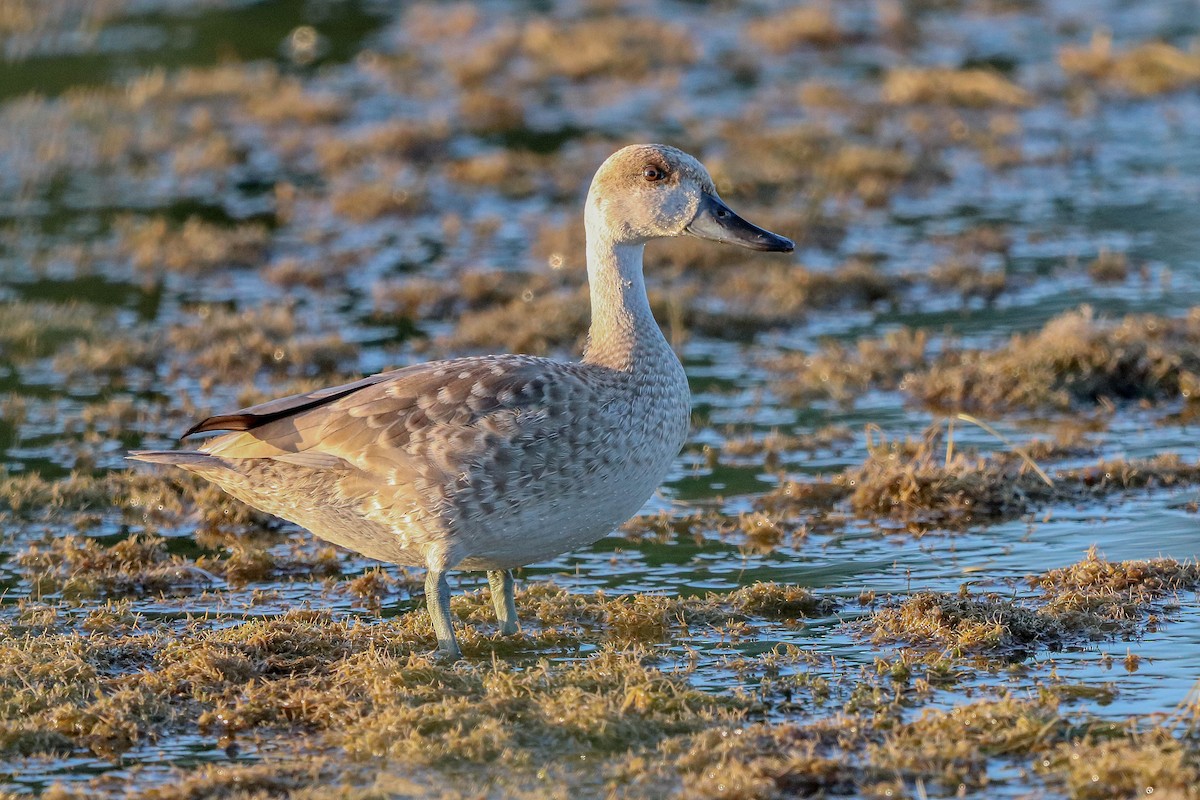 ML602664351 - Marbled Duck - Macaulay Library