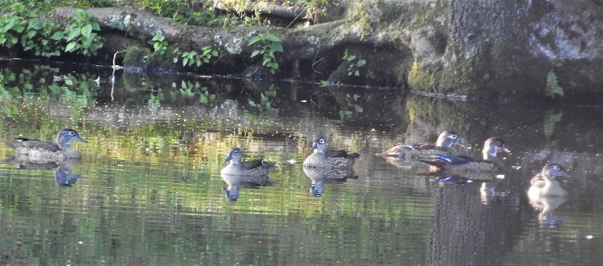 eBird Checklist - 12 Aug 2023 - Daniels Run Park - 32 species