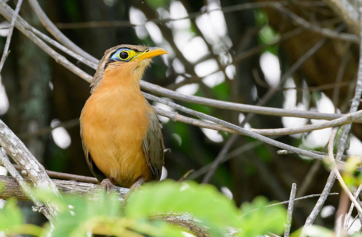 eBird Checklist - 12 Aug 2023 - Mirador de Mojoneras - 17 species (+1 ...