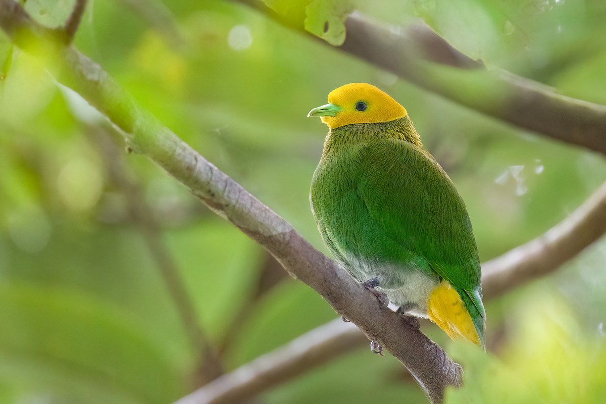 ML603001281 - Whistling Dove - Macaulay Library