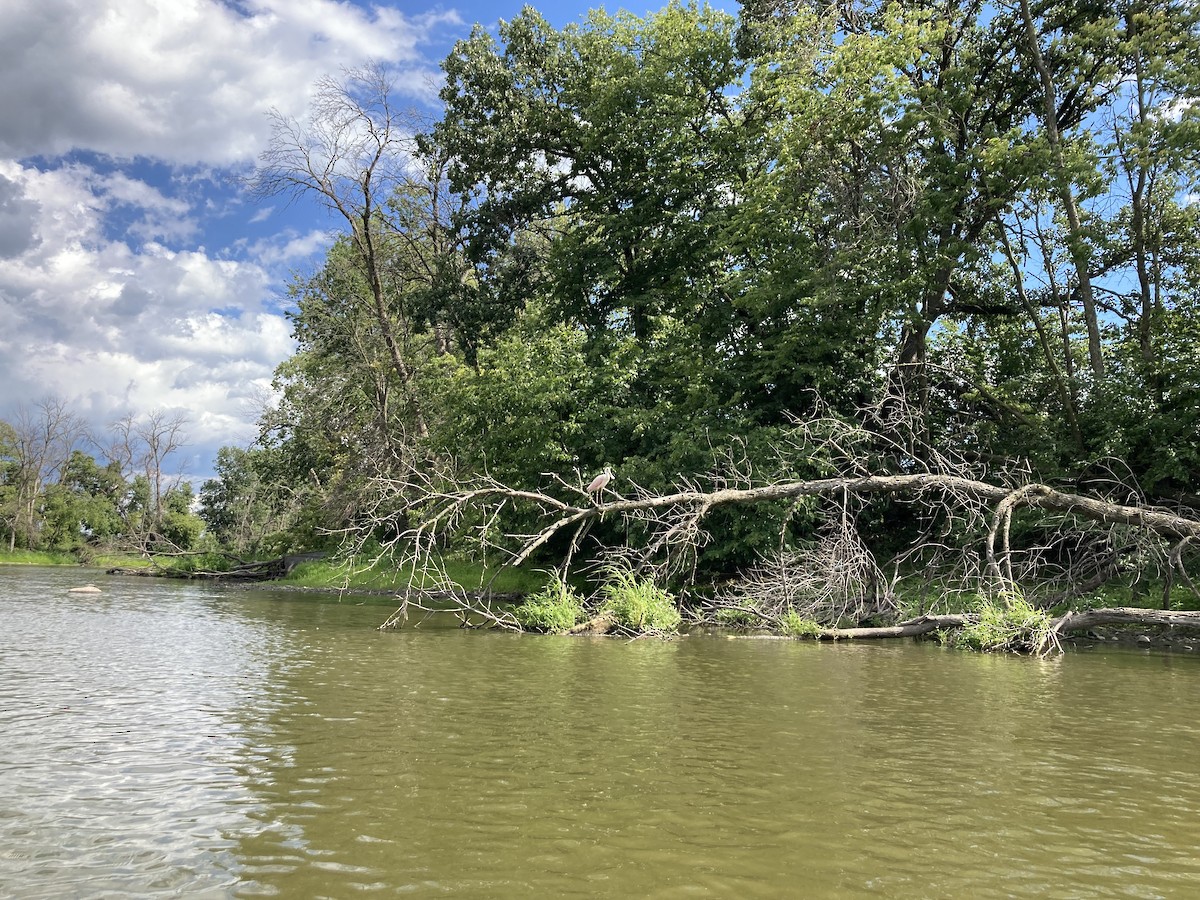 eBird Checklist - 12 Aug 2023 - Crawfish River from Milford to ...