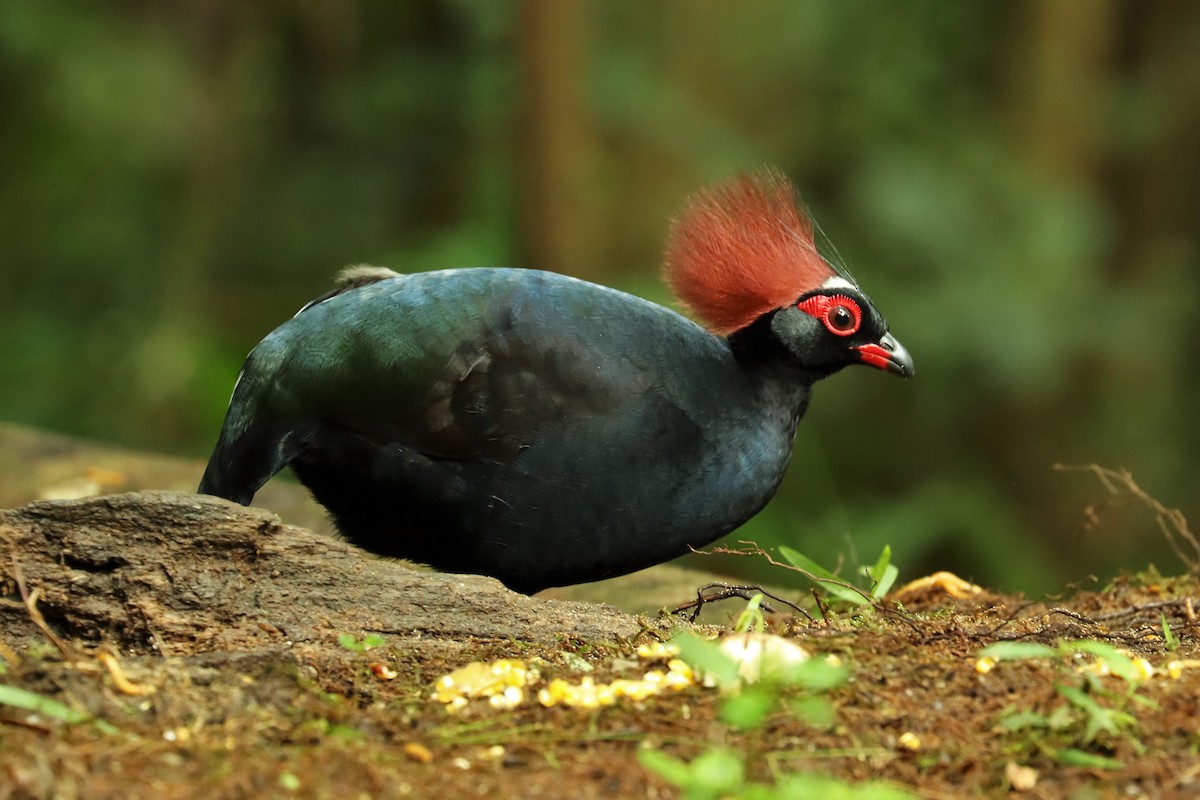 eBird Checklist - 6 Jul 2023 - Bulwer's Pheasant Hide, Jalan Tanpa Nama, Tambunan, Sabah, MY (5. ...