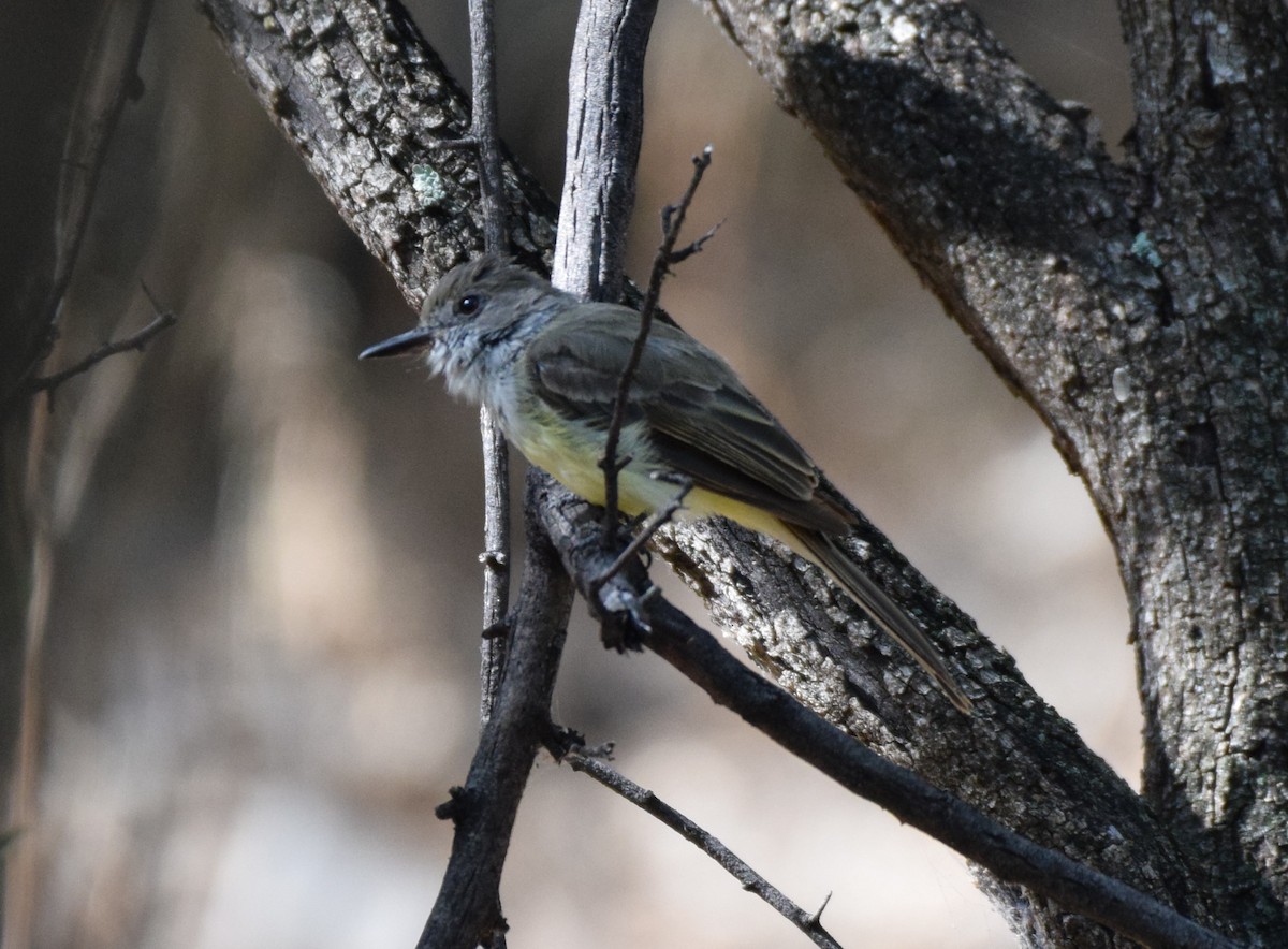 eBird Checklist - 13 Aug 2023 - Patagonia Lake SP--Birding Trail - 37 ...