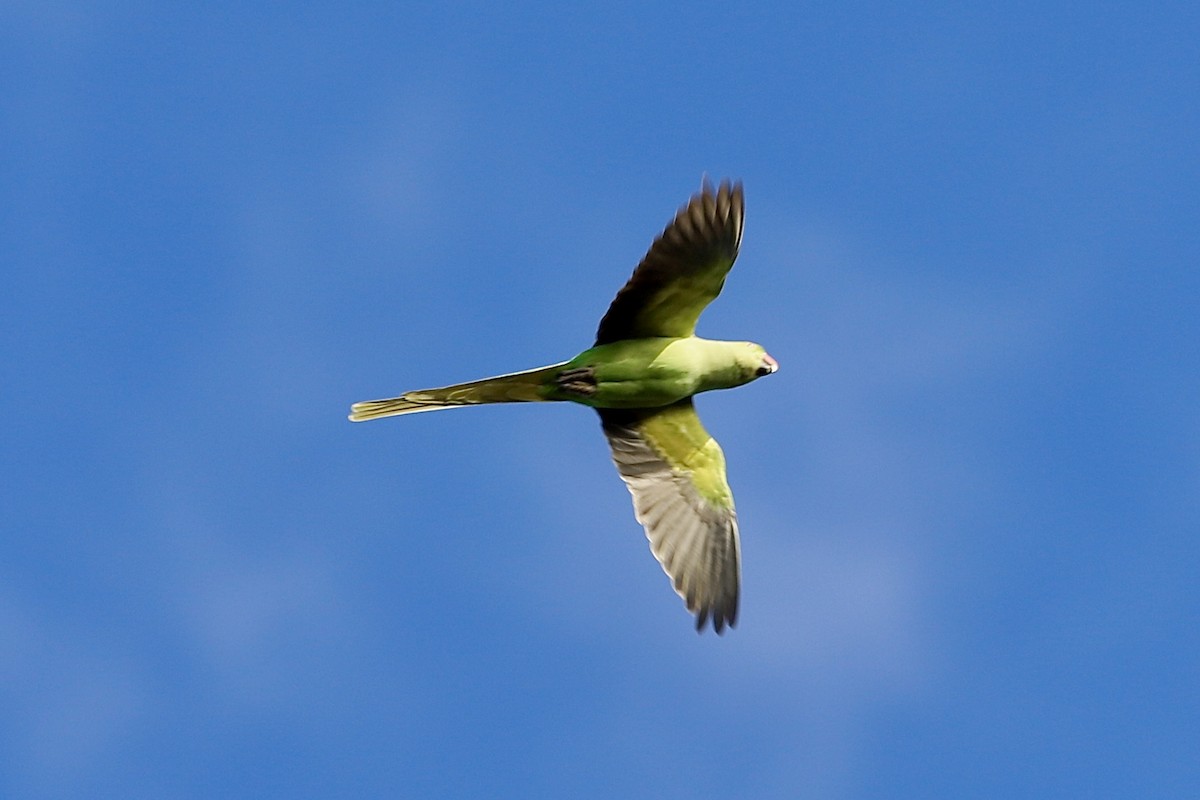 ML603301801 - Rose-ringed Parakeet - Macaulay Library
