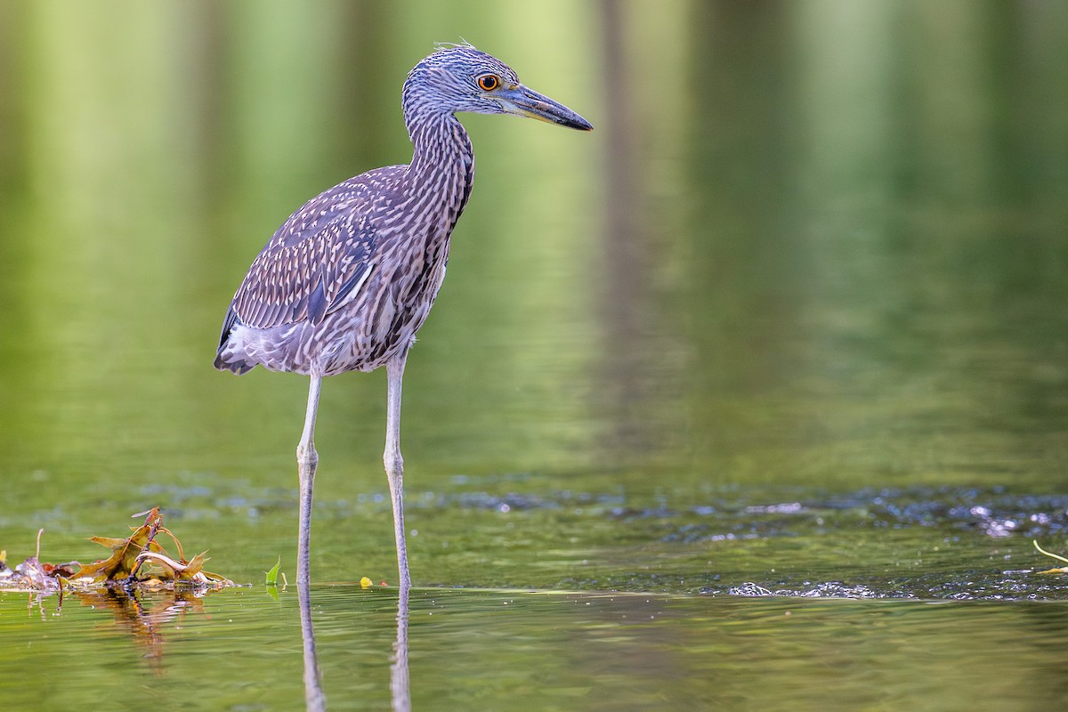 ML603337781 - Yellow-crowned Night Heron - Macaulay Library