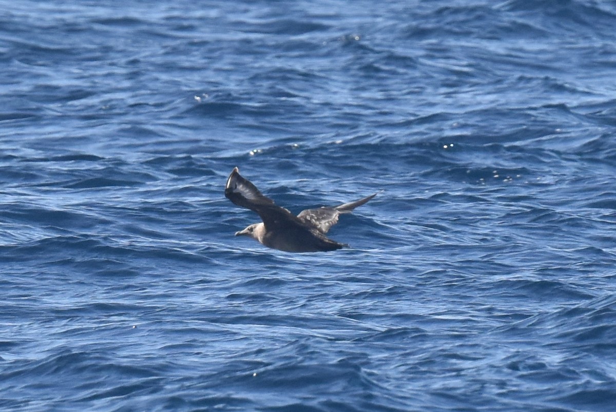 eBird Checklist - 5 Aug 2023 - Offshore--southern Pilgrim Bank, north ...