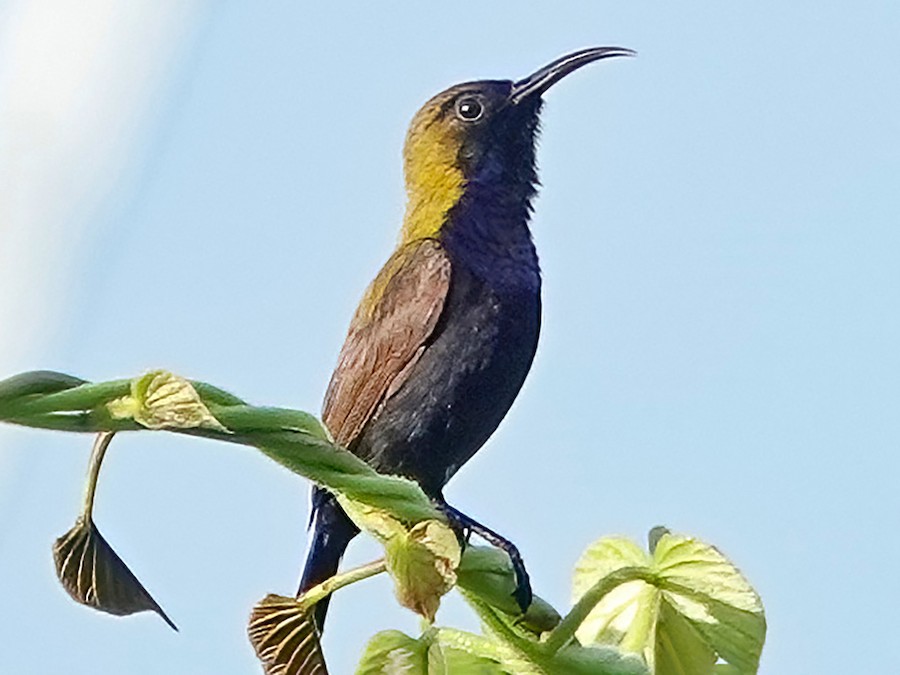 South Moluccan Sunbird - eBird
