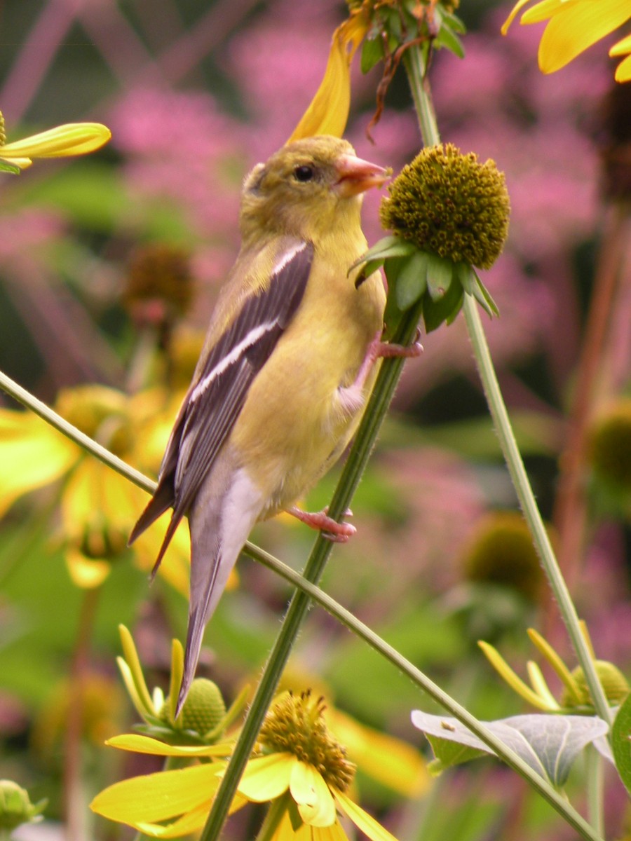 eBird Checklist - 14 Aug 2023 - Halifax Public Gardens - 14 species