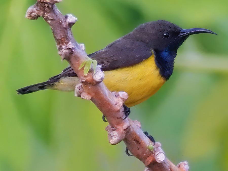 Tukangbesi Sunbird - eBird