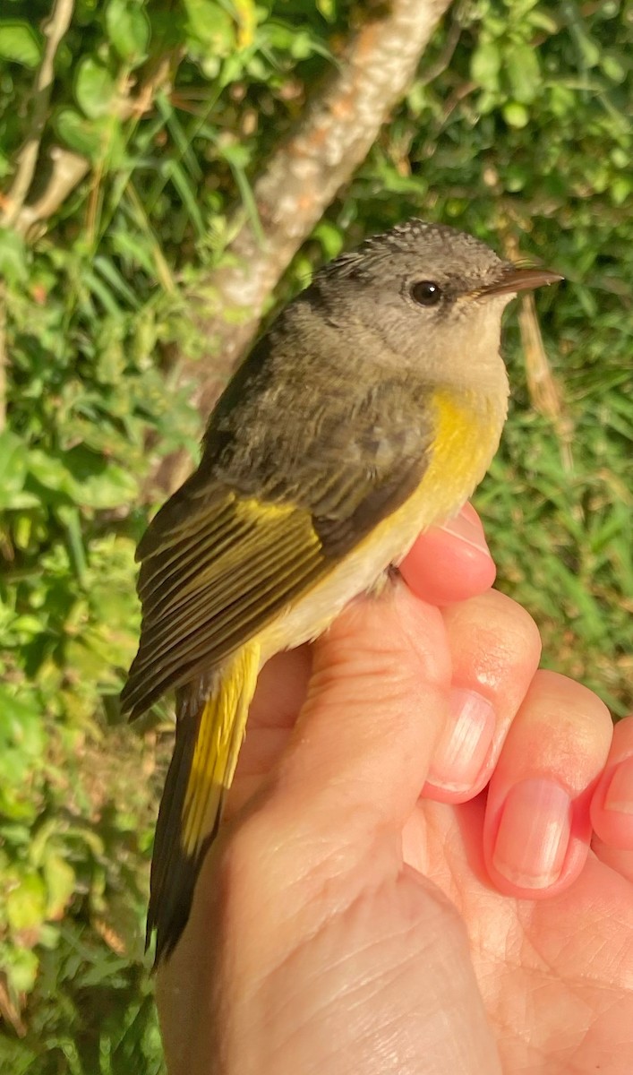 eBird Checklist - 16 Aug 2023 - ƛ̓éxətəm (tla-hut-um) Regional Park ...