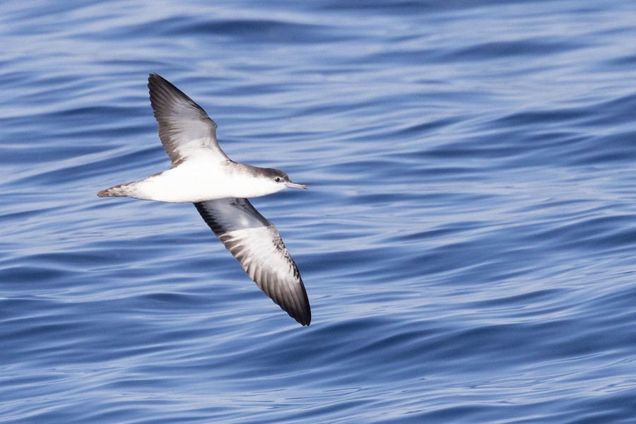 Puffinus sp. - eBird